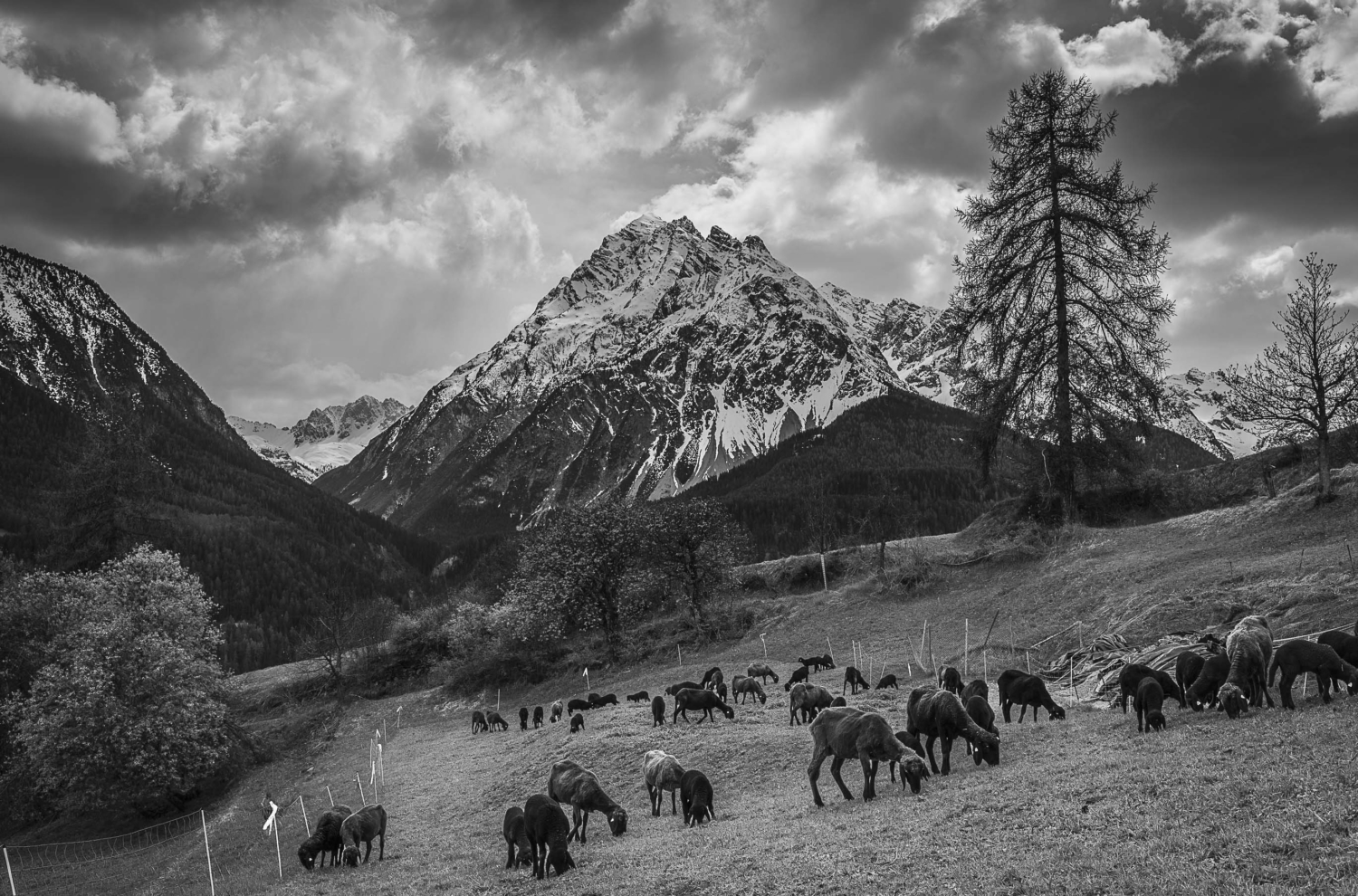 Home - Schweizer Bergbauer